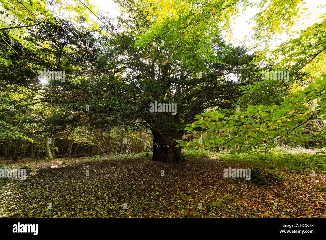 King Yew, ancient yew tree in the Forest of Dean. UK seasons Autumn in ...
