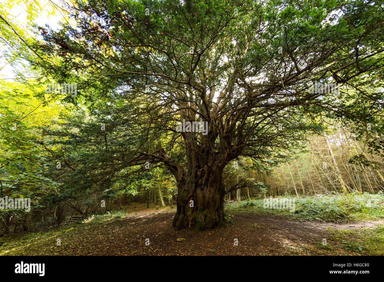 King Yew, ancient yew tree in the Forest of Dean. UK seasons Autumn in ...