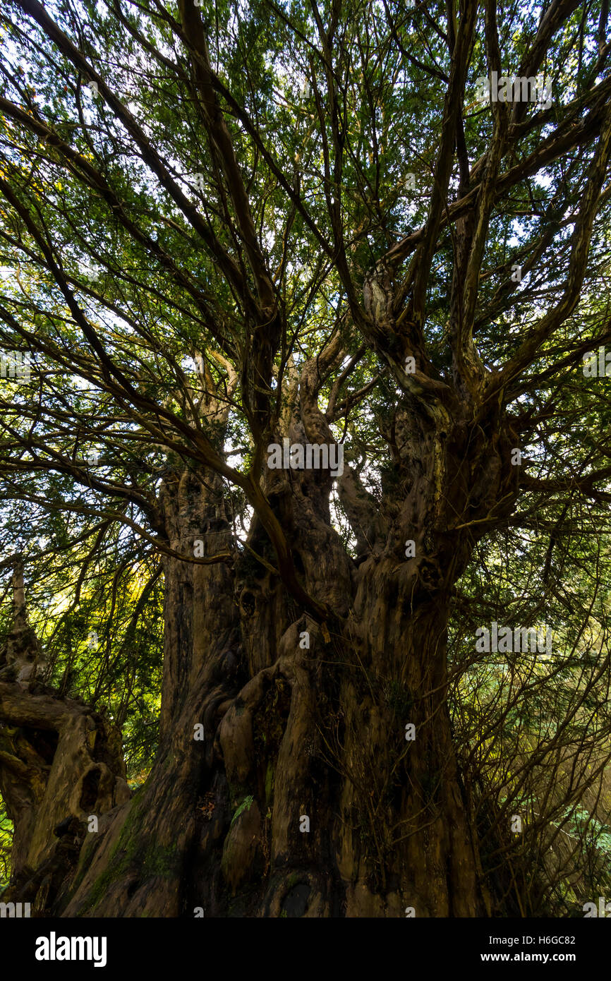 King Yew, ancient yew tree in the Forest of Dean. UK seasons Autumn in ...