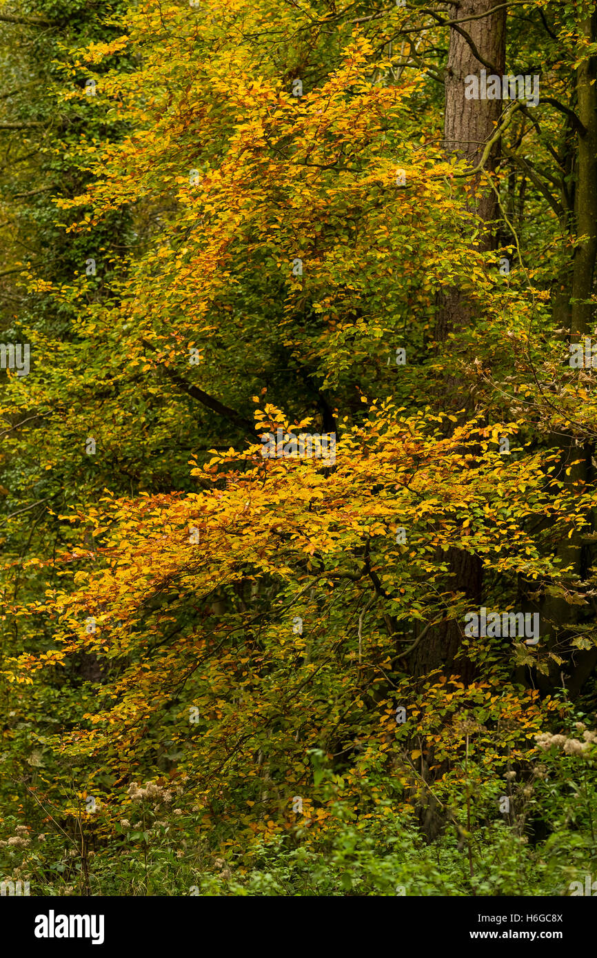 Cool woodlands calm forest hi-res stock photography and images - Alamy