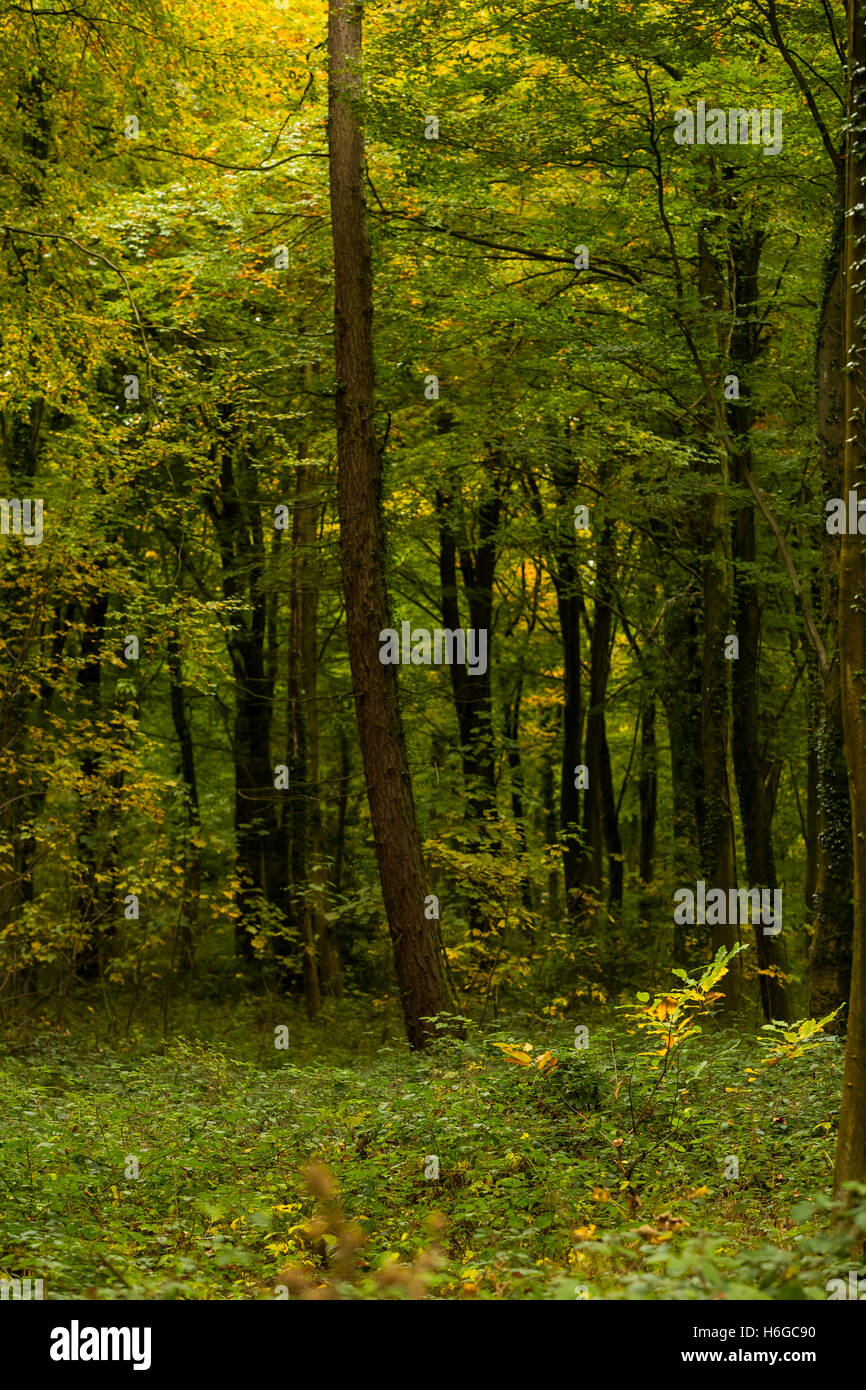 Cool woodlands and calm. Forest reserve, Forest of Dean ...
