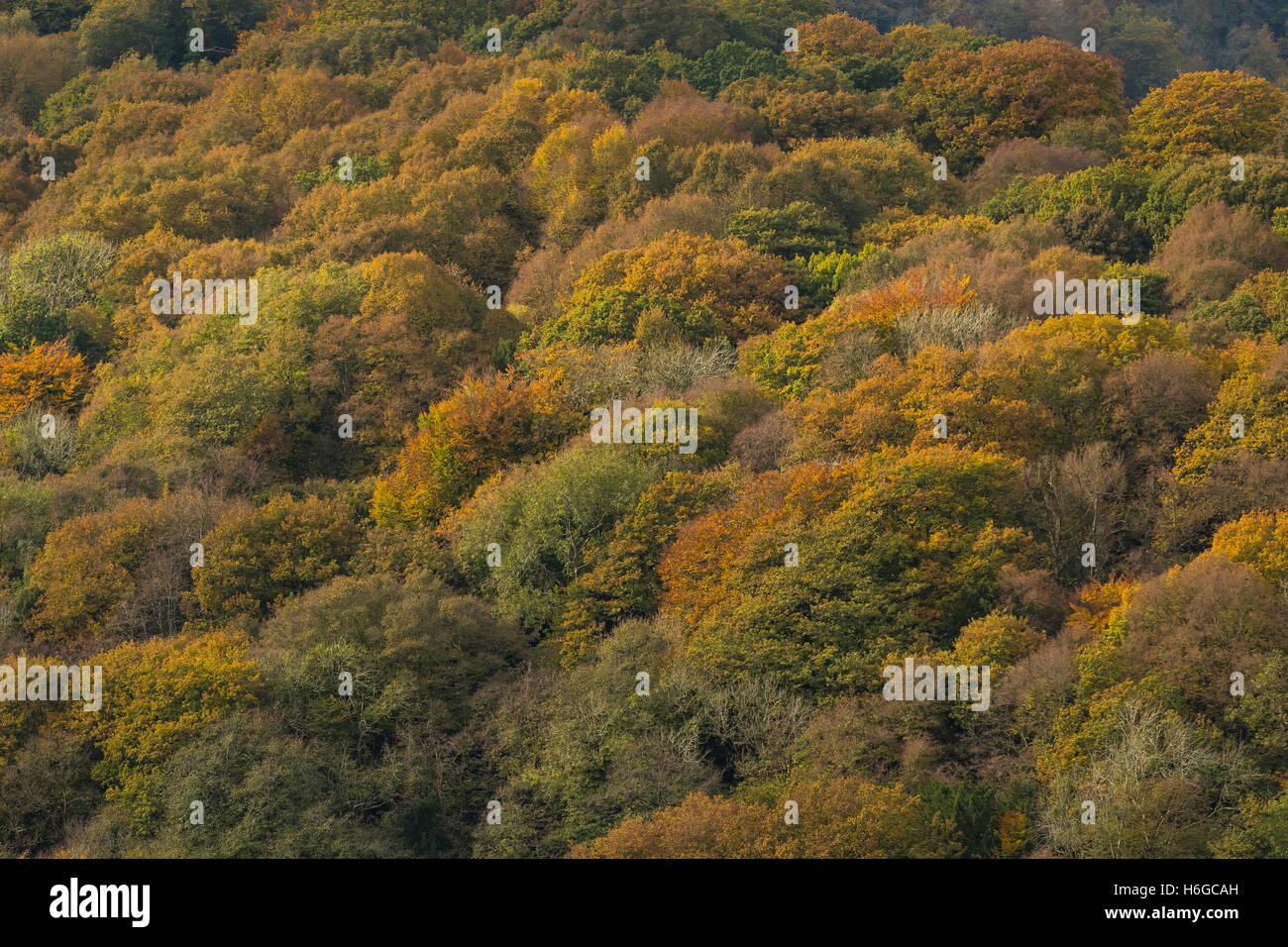 The River Wye from Wintours Leap. UK seasons Autumn in the Forest of ...