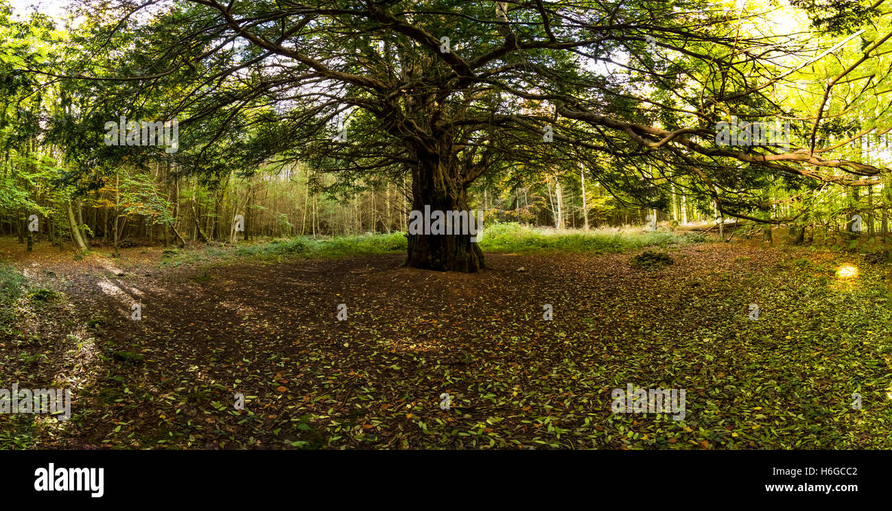 Veteran yew tree hi-res stock photography and images - Alamy