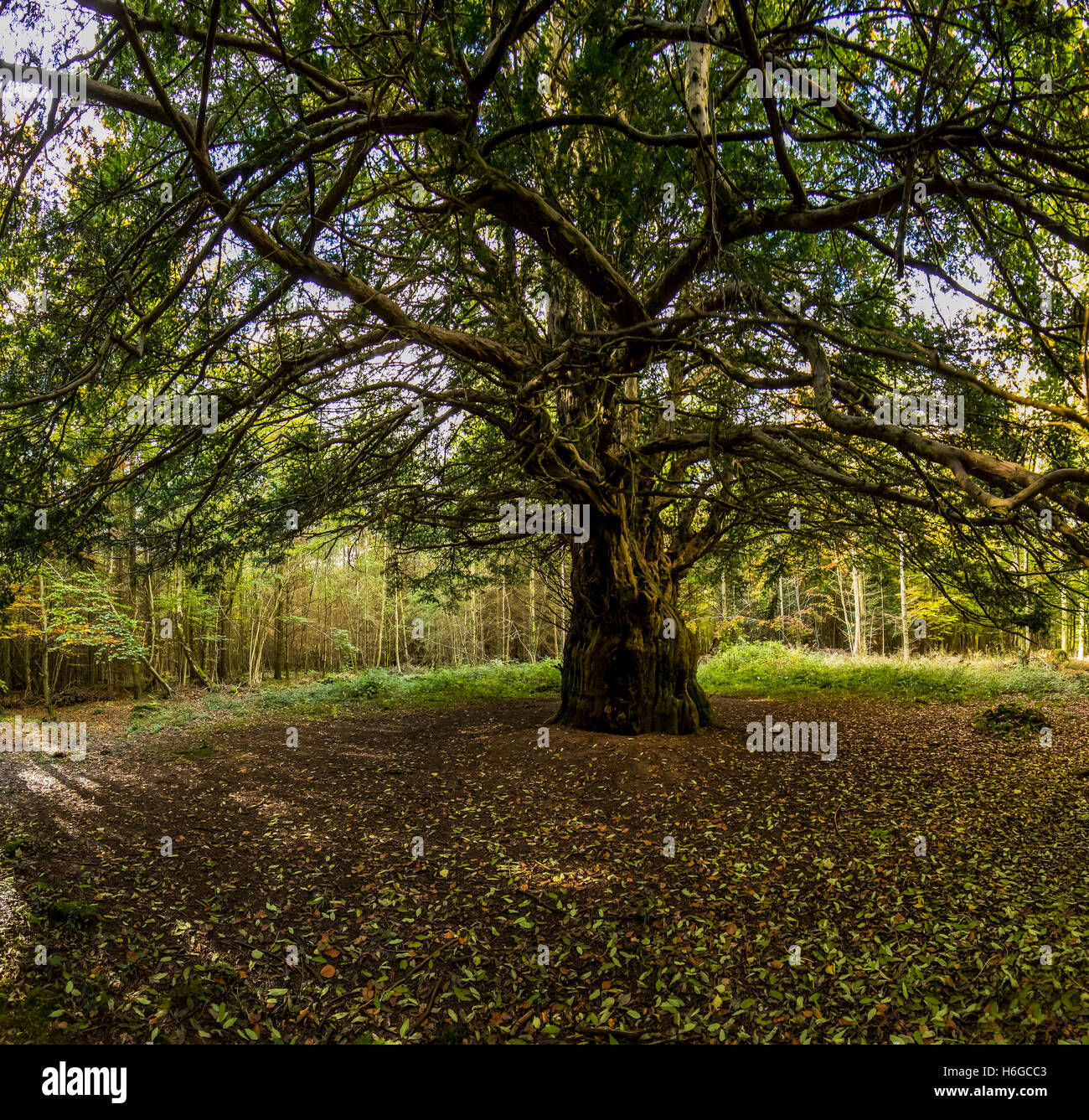 King Yew, ancient yew tree in the Forest of Dean. UK seasons Autumn in ...