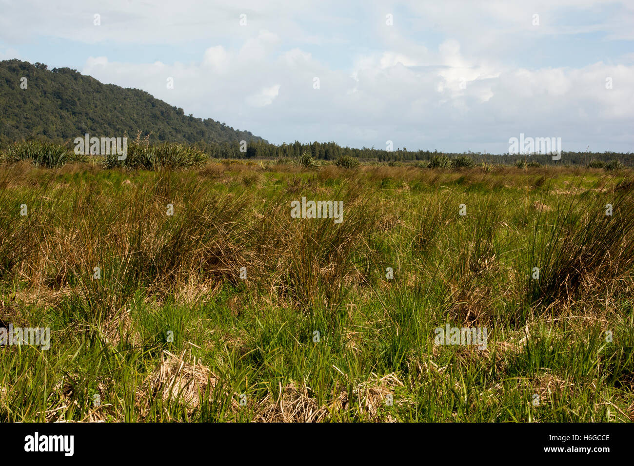 Near the mouth of the Whataroa River on the West Coast of New Zealand ...
