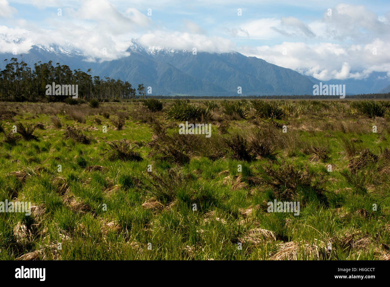 Near the mouth of the Whataroa River on the West Coast of New Zealand ...