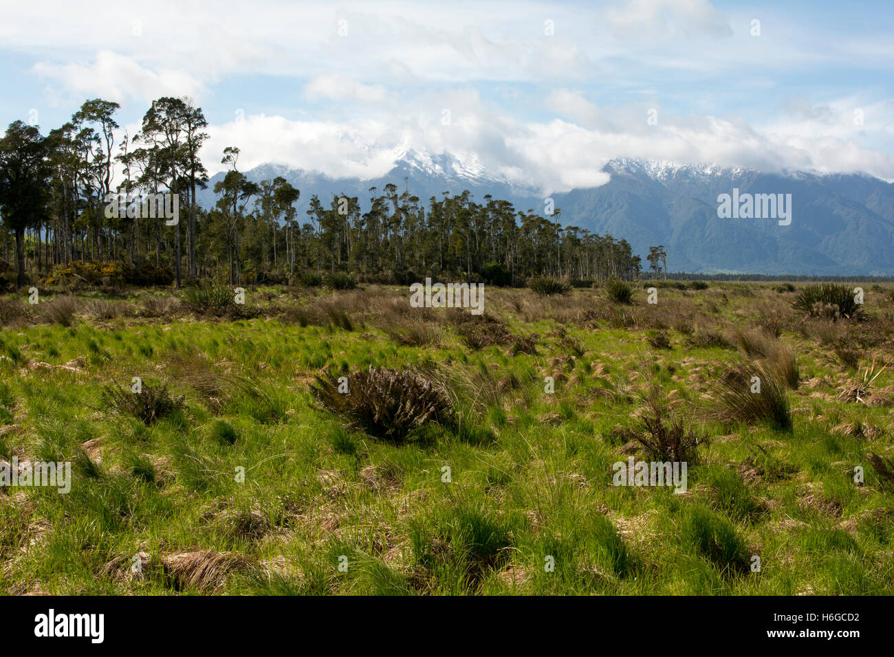 Near the mouth of the Whataroa River on the West Coast of New Zealand ...