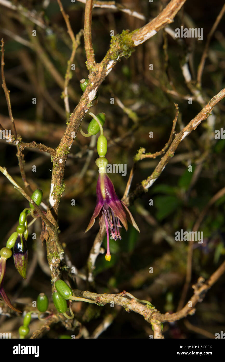 Fuchsia exorticata or New Zealand Fuchsia in a lowland rainforest along ...