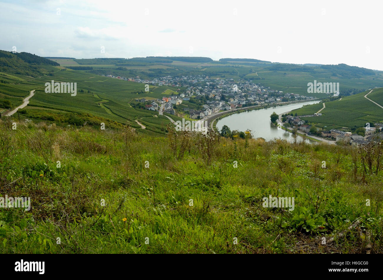 Vineyard landscape in the river Mosel valley, Germany Stock Photo - Alamy