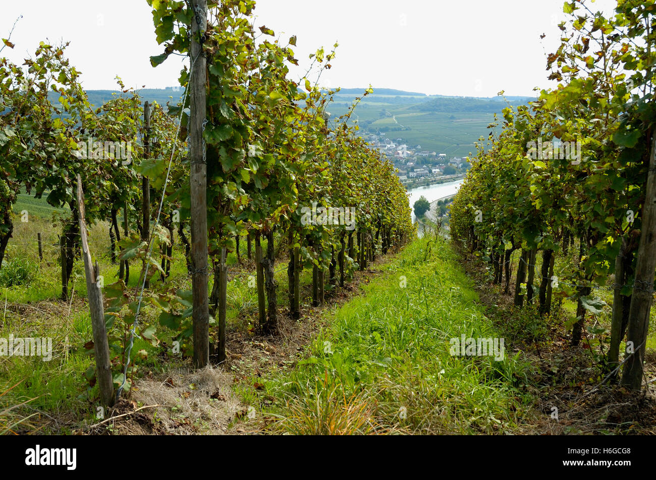 Vineyard landscape in the river Mosel valley, Germany Stock Photo - Alamy