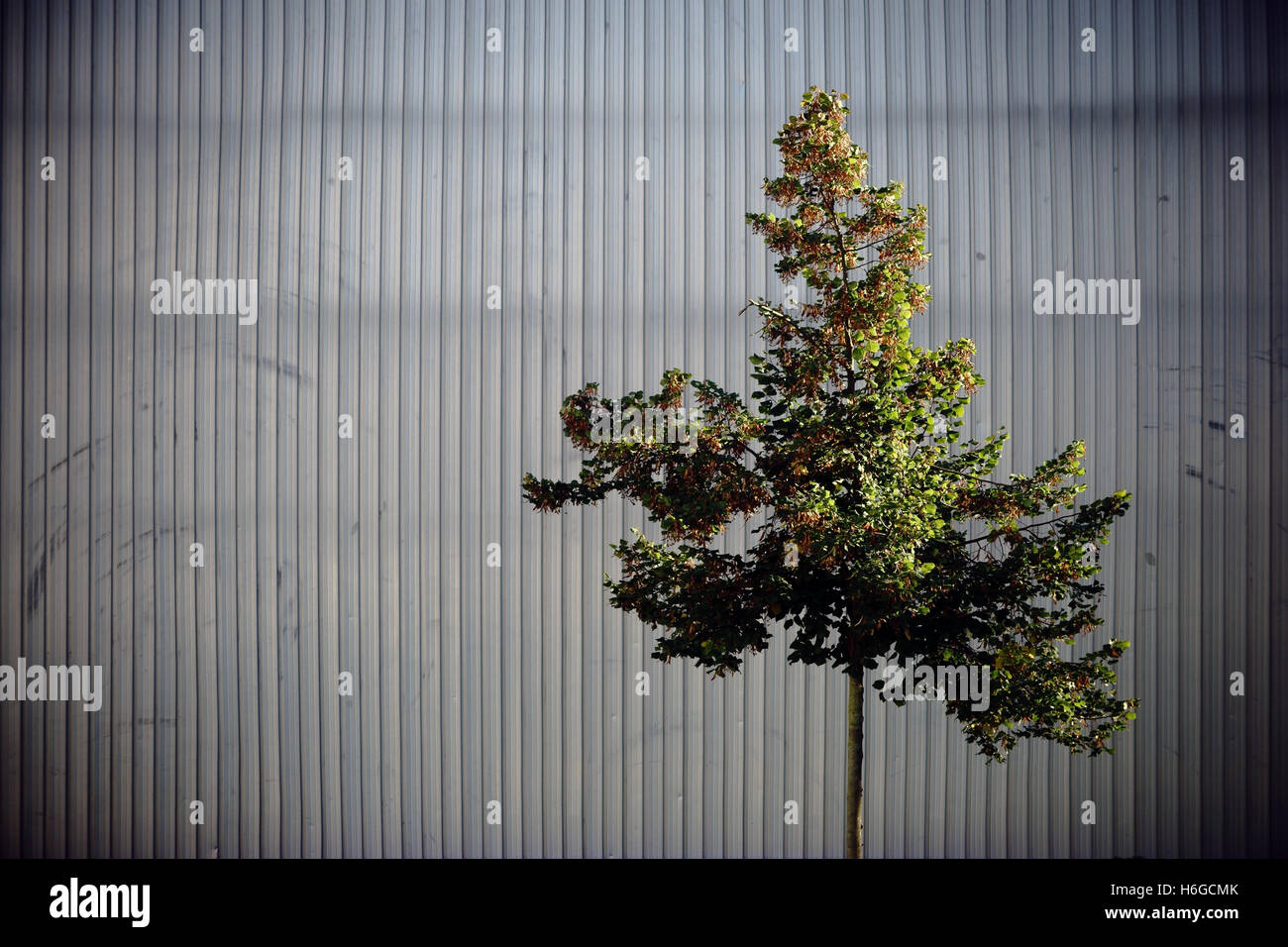 Ornamental tree and metal facade Stock Photo - Alamy