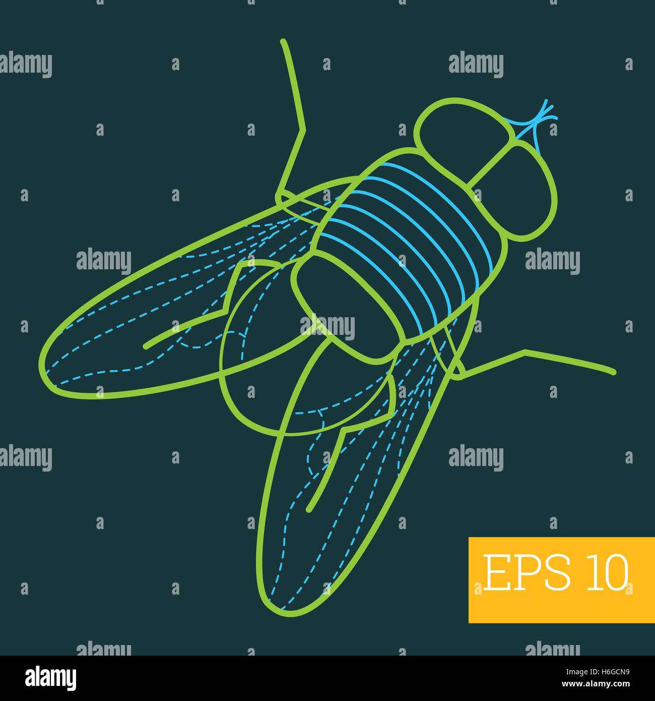 musca domestica insect outline vector Stock Vector Image & Art - Alamy