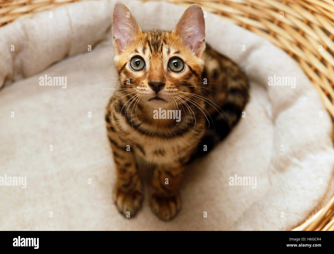 Small bengal kitten in a basket Stock Photo - Alamy