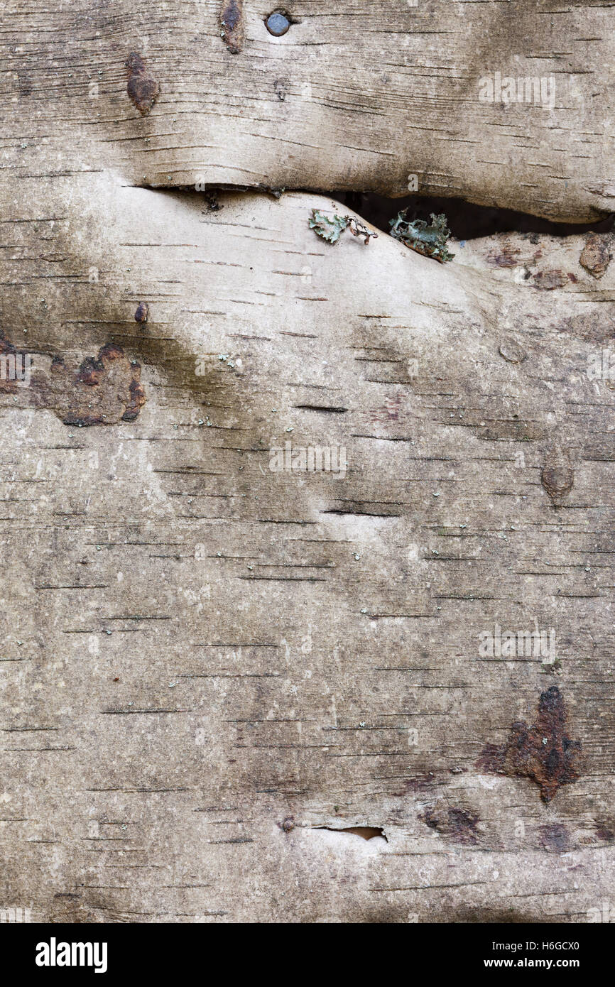 Birch bark texture Stock Photo - Alamy