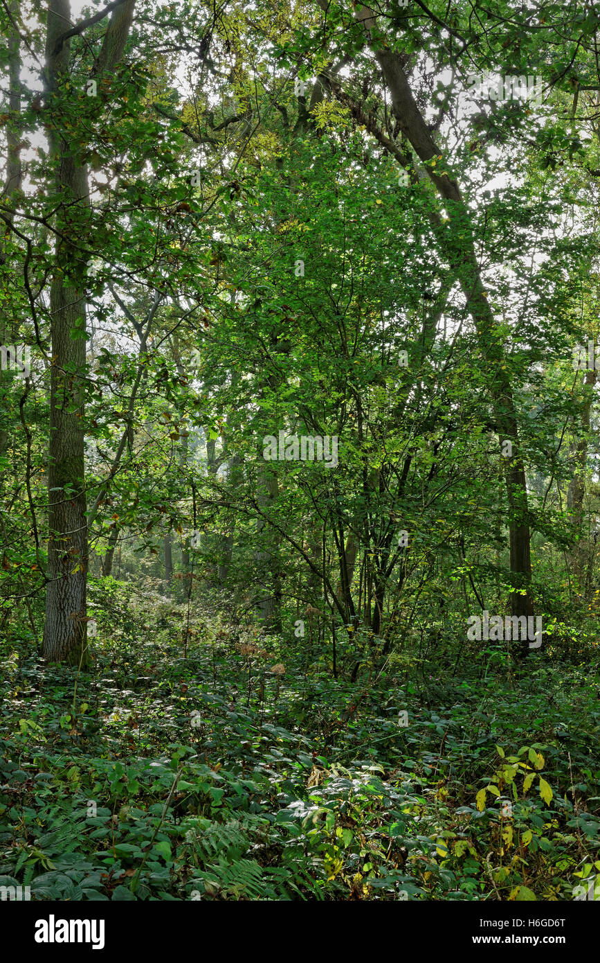A path through woodland on a misty day in the UK Stock Photo - Alamy
