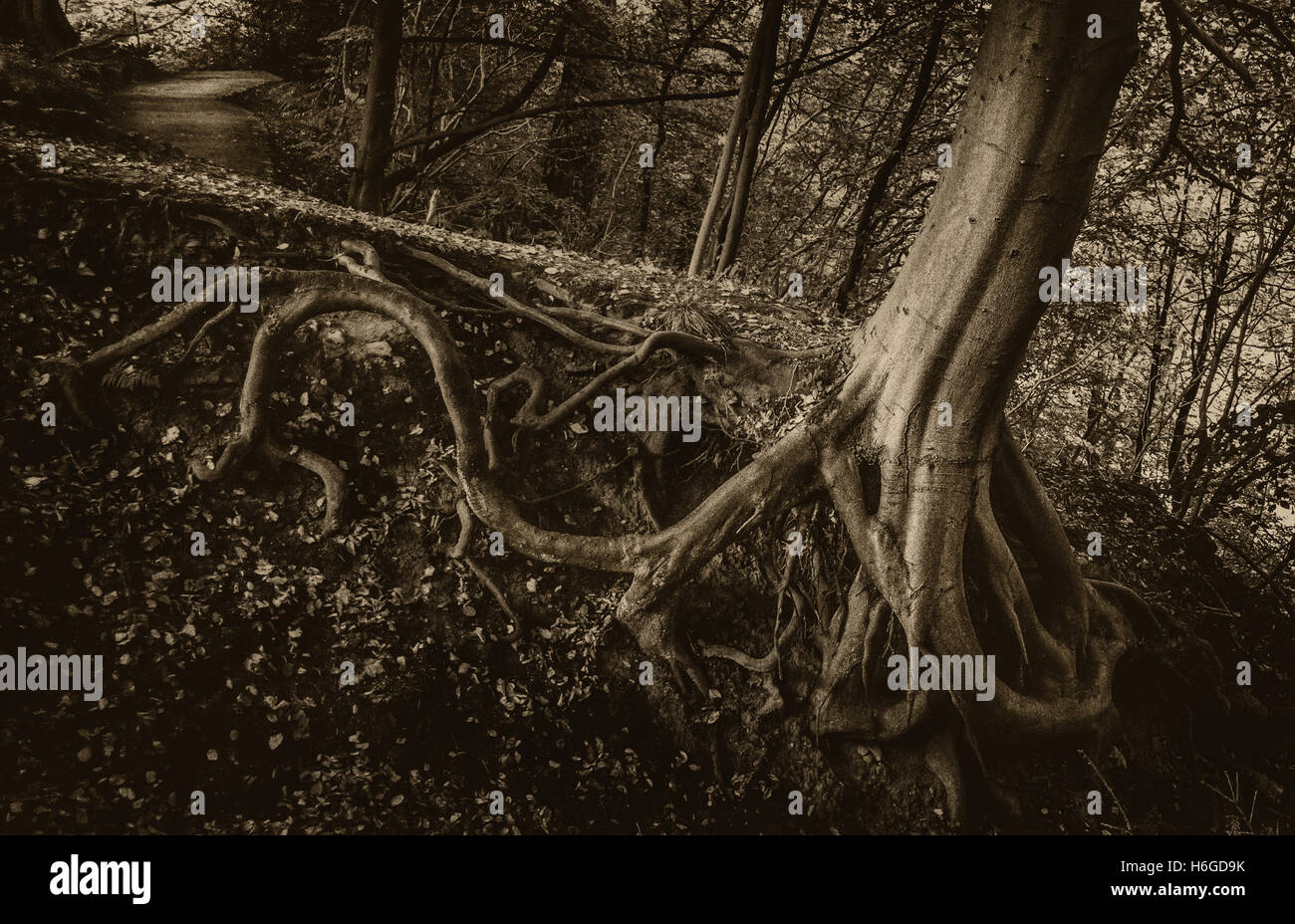 Spooky tree bark hi-res stock photography and images - Alamy
