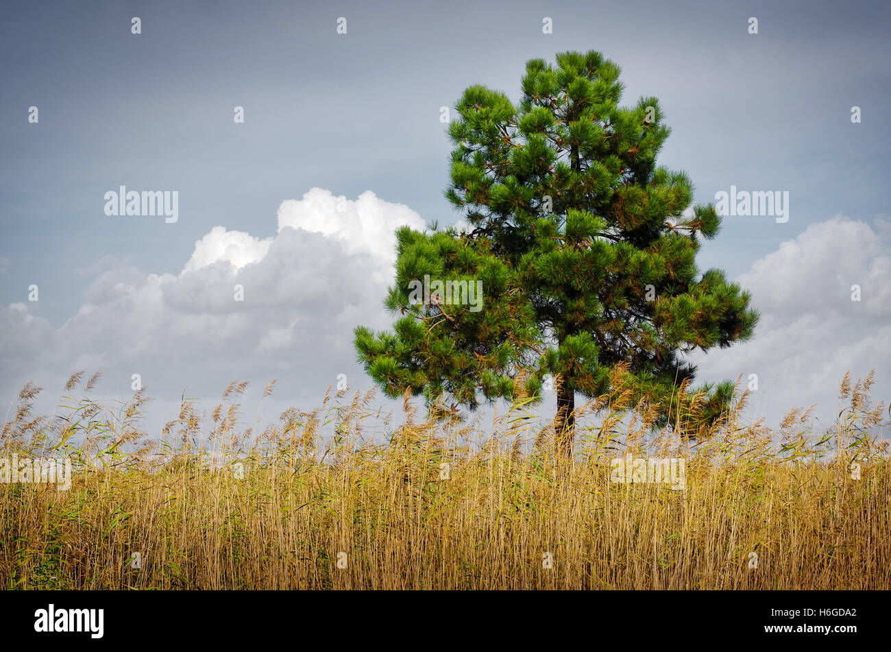 Single Pine tree and a golden wild spikes vegetation under cloudy sky ...