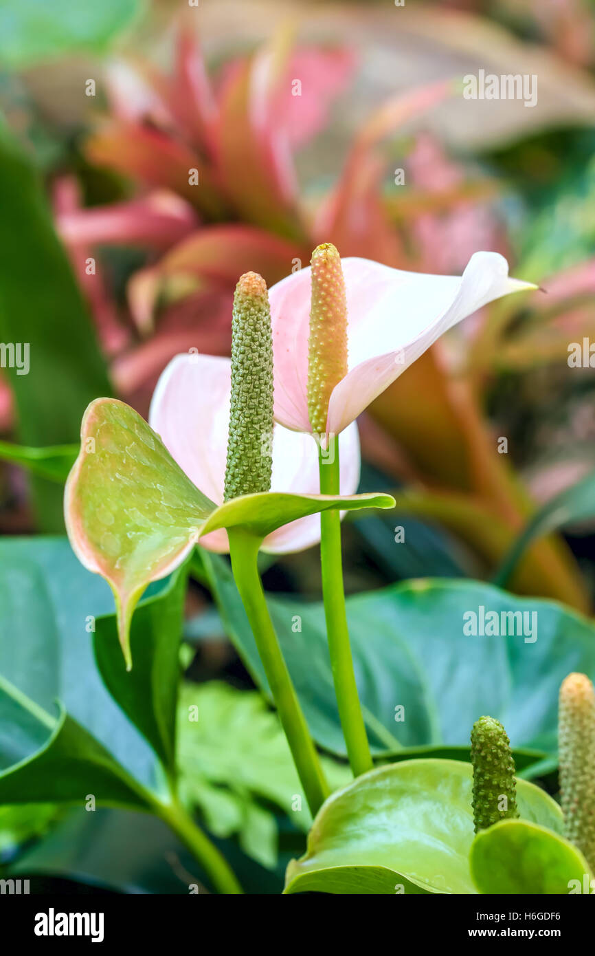 Anthurium pink plant hi-res stock photography and images - Alamy