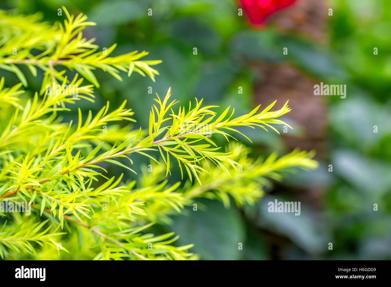 Plants with no leaves hi-res stock photography and images - Alamy