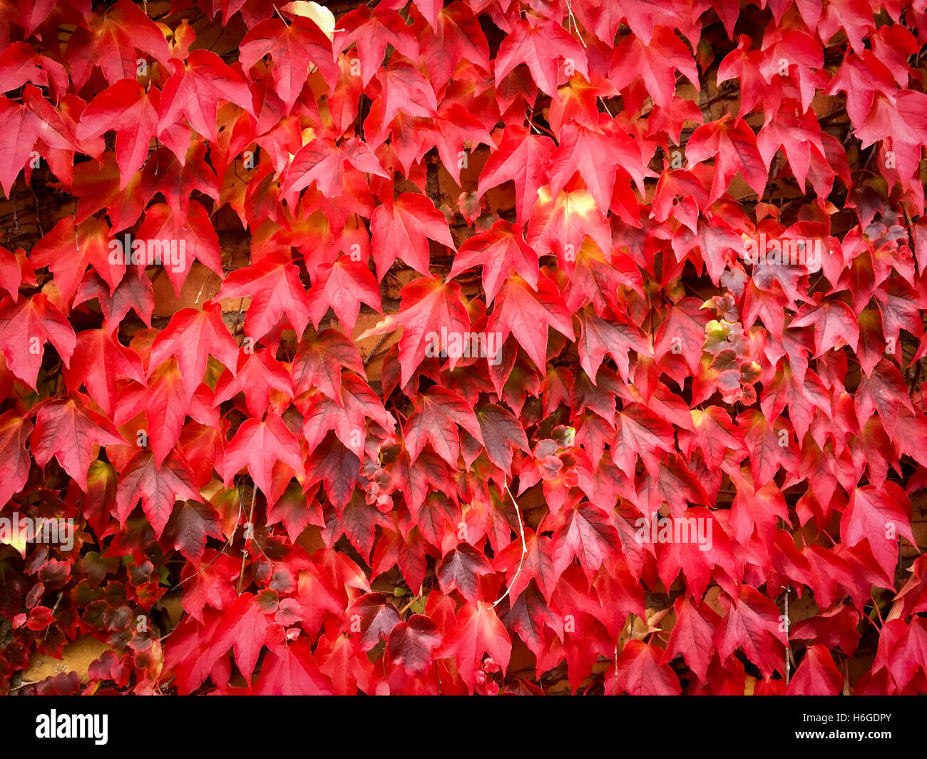Red ivy leaves hi-res stock photography and images - Alamy