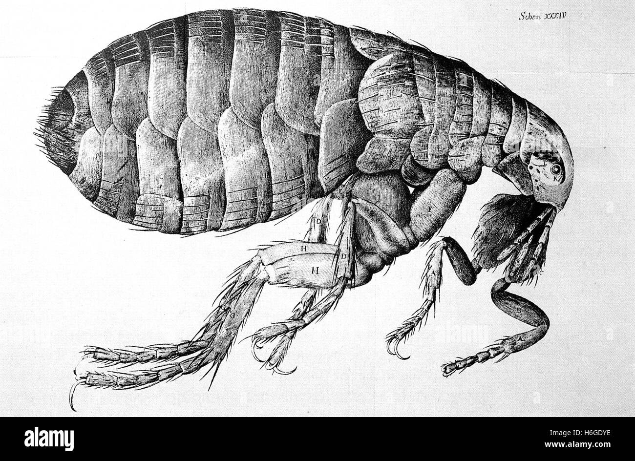 Robert hooke hi-res stock photography and images - Alamy