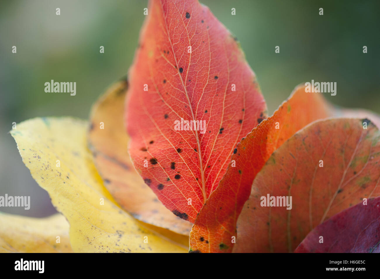 Pear tree leaves in autumn Stock Photo - Alamy
