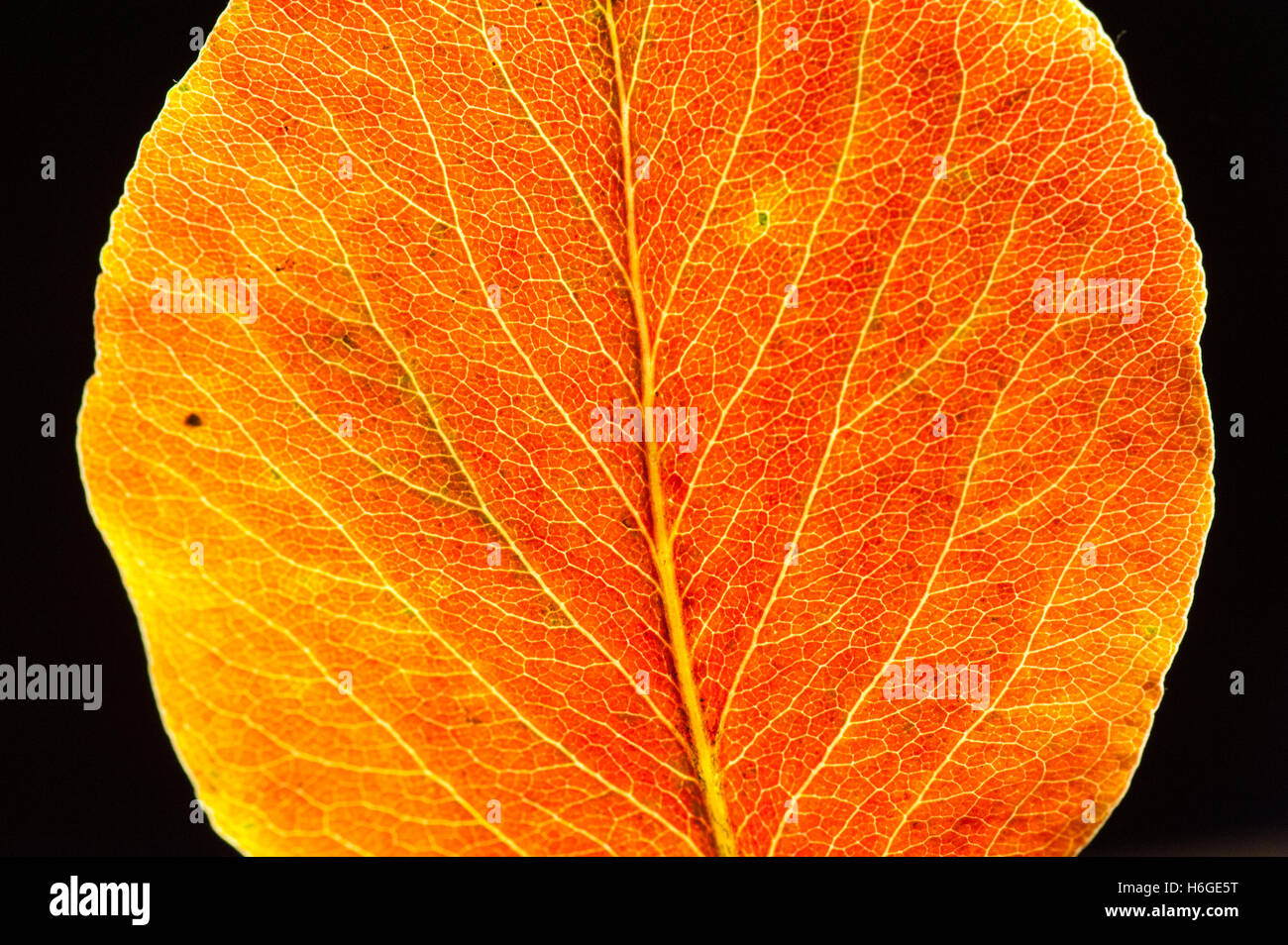 Autumn pear tree hi-res stock photography and images - Alamy