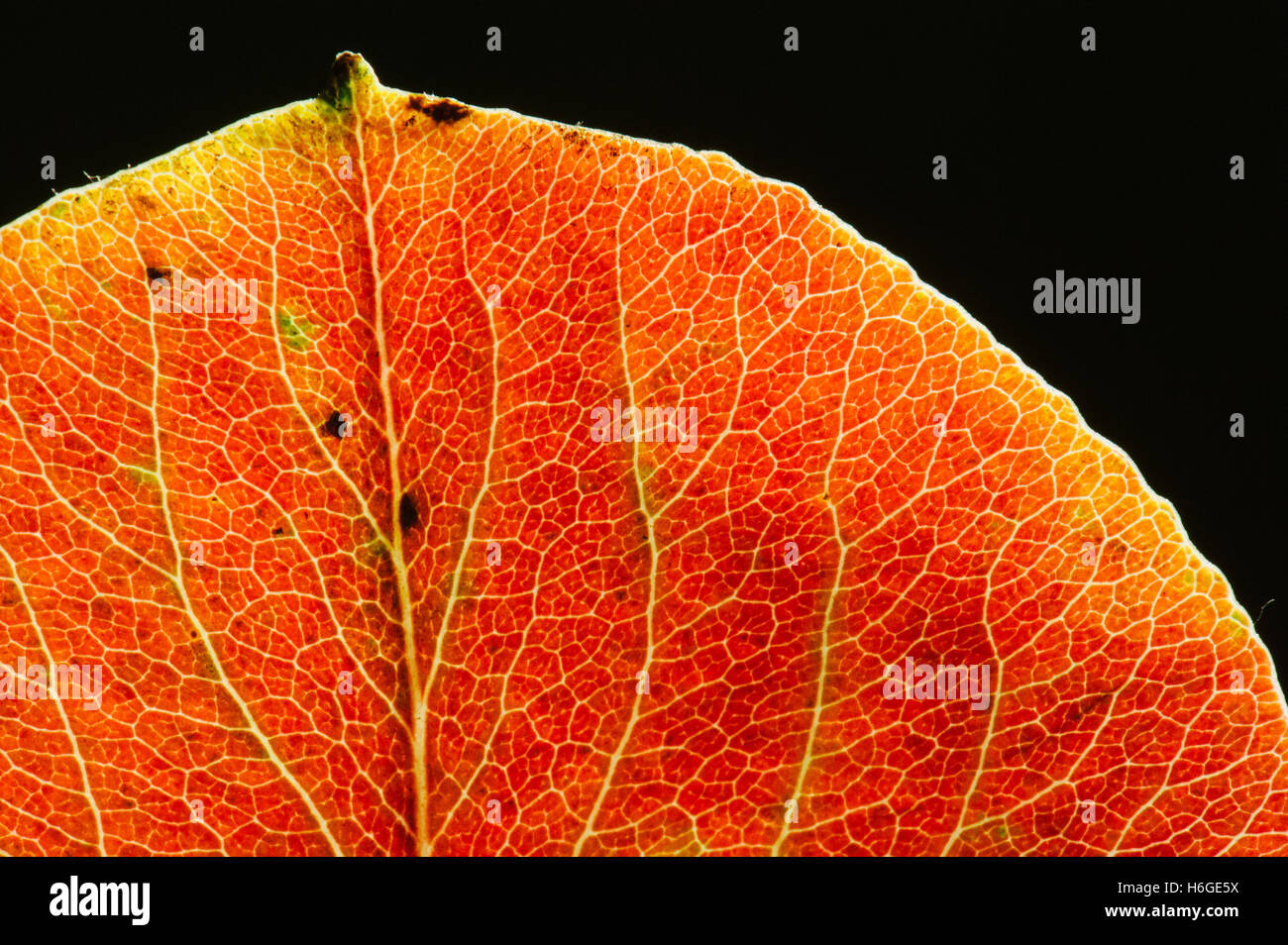 Pear tree leaf hi-res stock photography and images - Alamy