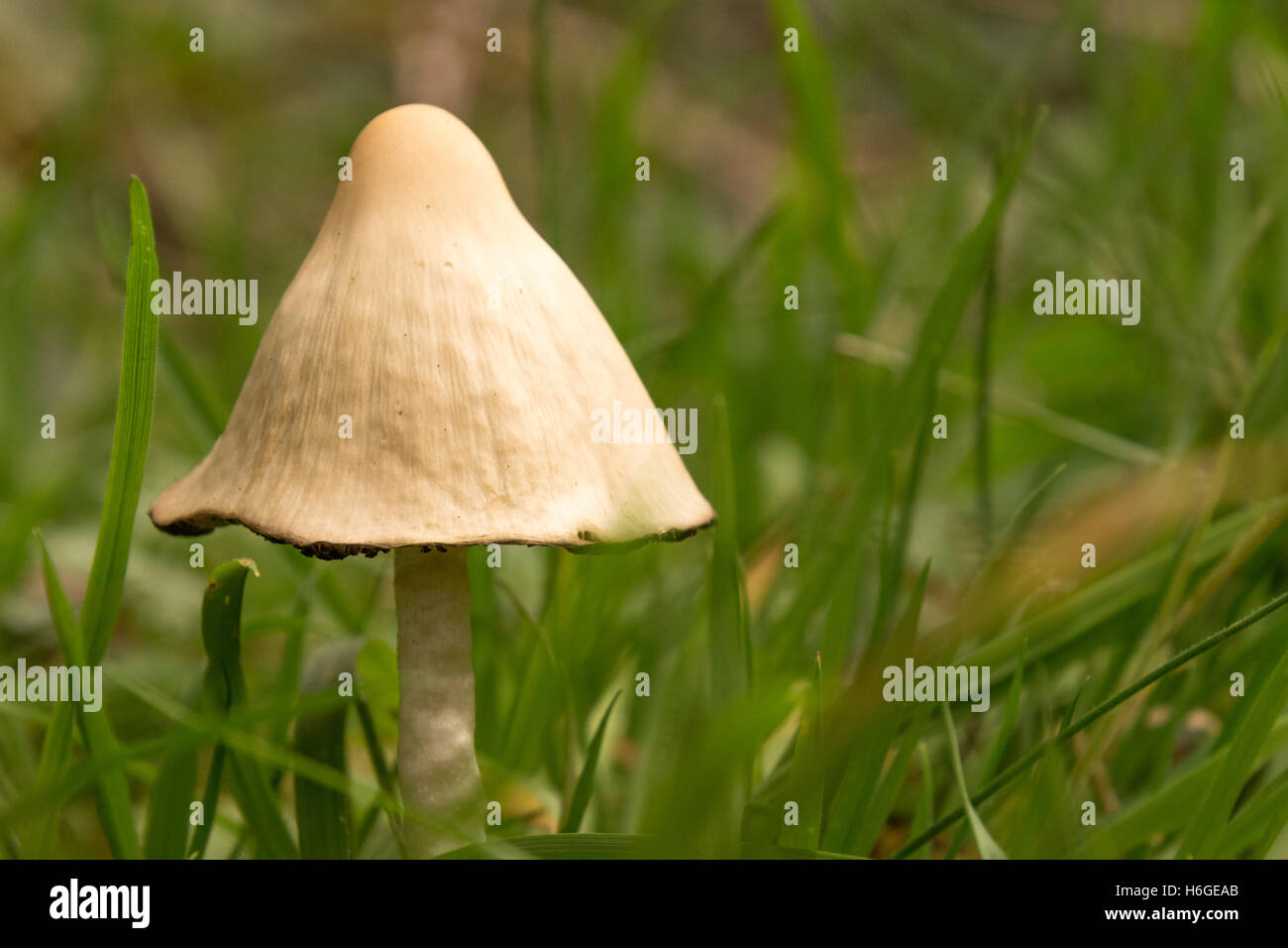 Conocybe hi-res stock photography and images - Alamy