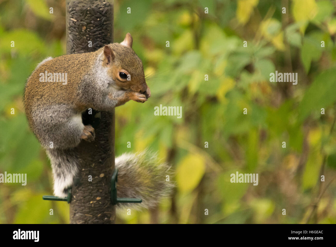 Squirrel on bird feeder stealing food Stock Photo - Alamy