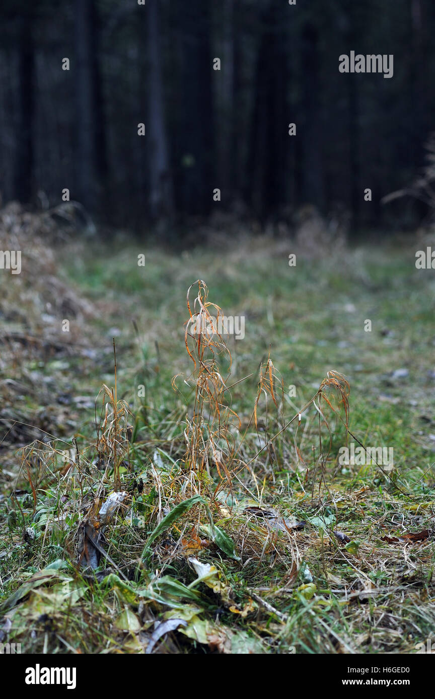 Dried grass autumn hi-res stock photography and images - Alamy