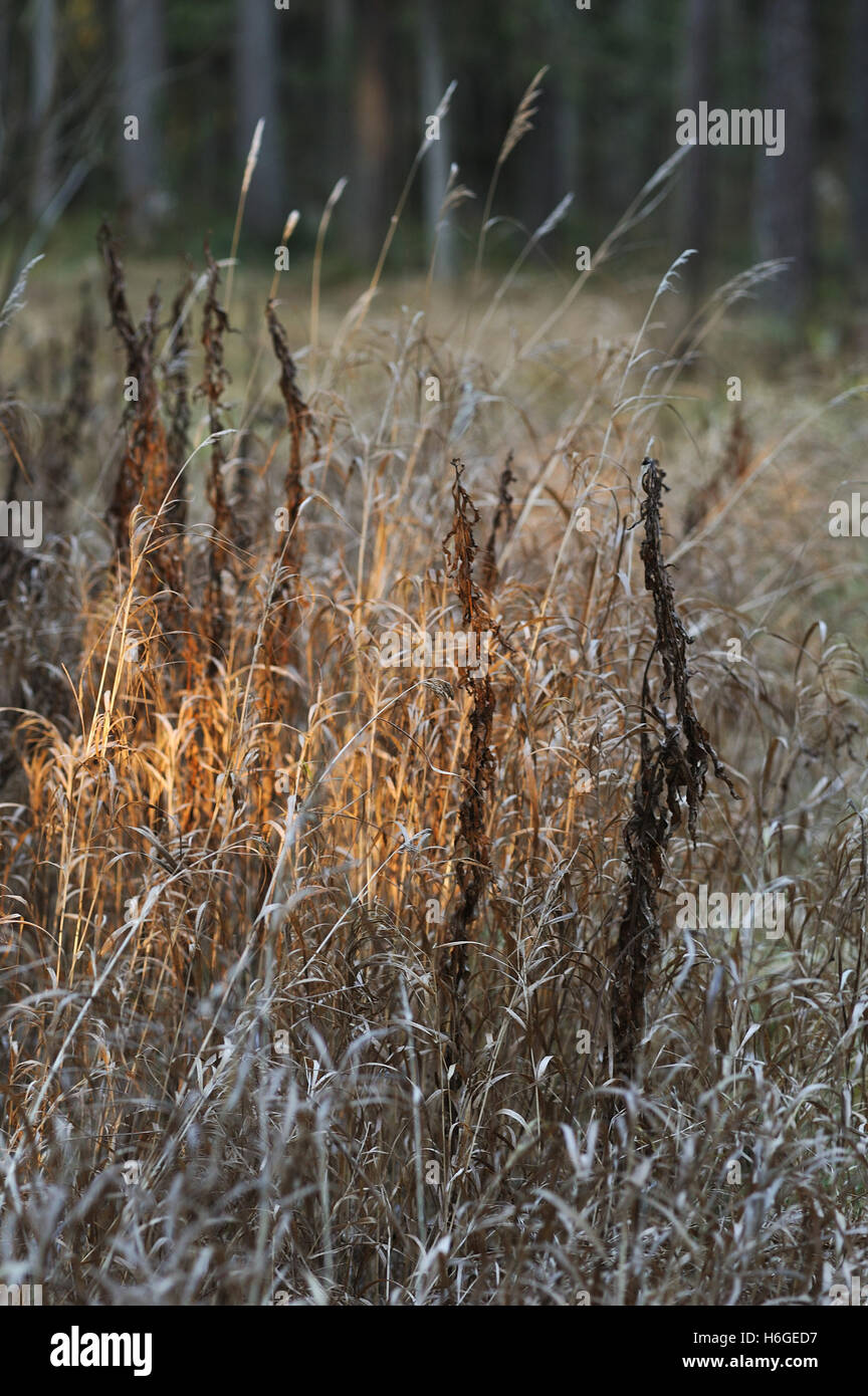 Dried grass autumn hi-res stock photography and images - Alamy
