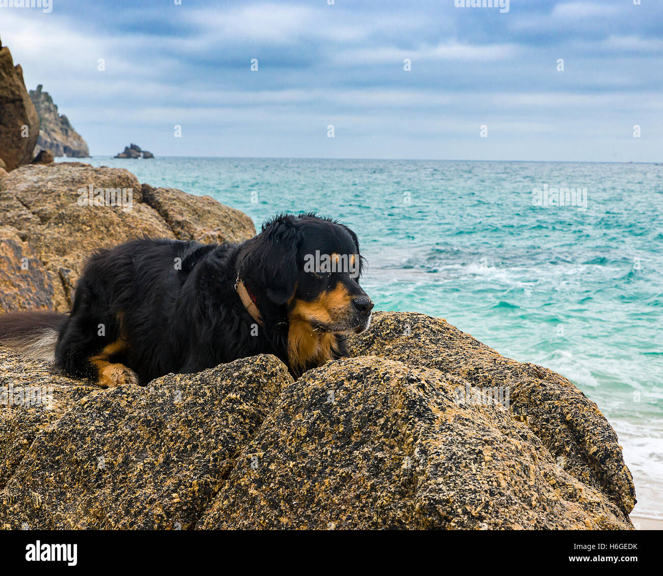 Bernese Mountain Dog On The Mountain Stock Photos & Bernese Mountain ...