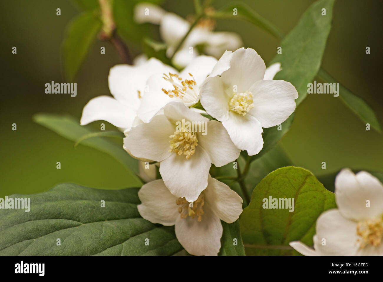 Philadelphus lewisii (Lewis' mock-orange) plant and flowers Stock Photo ...