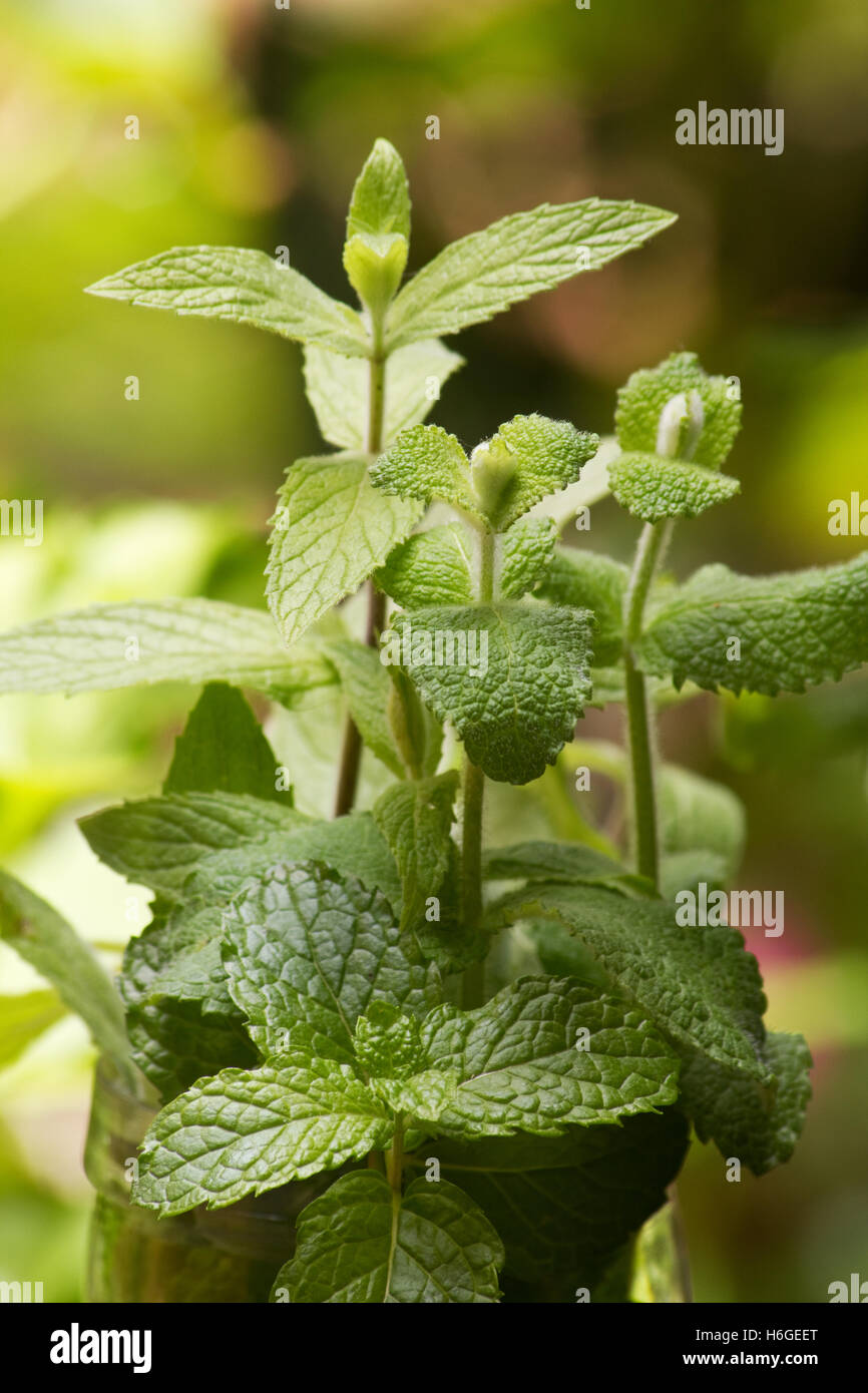 Three types of mint Stock Photo - Alamy