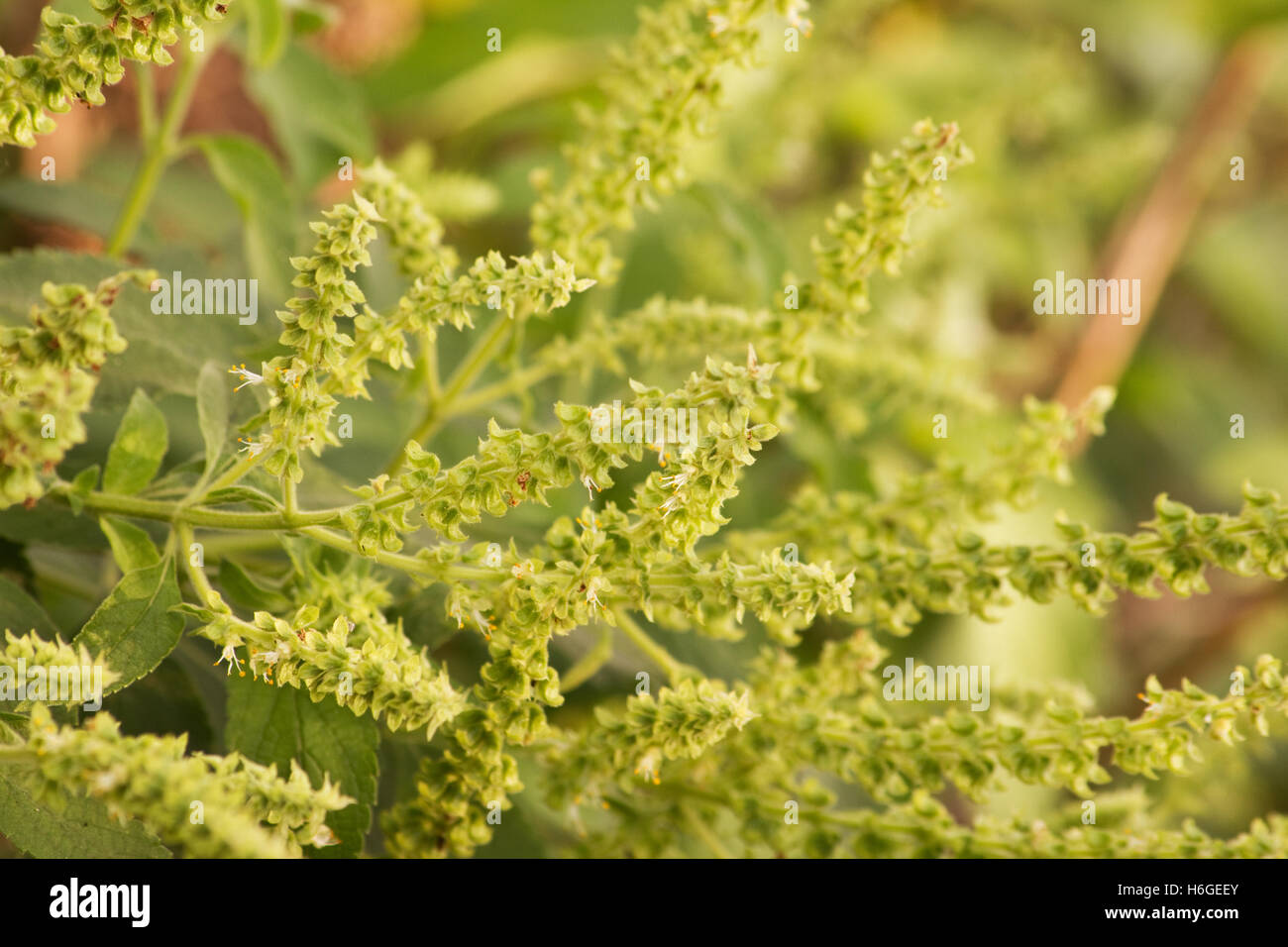American basil (Ocimum americanum) plant in bloom Stock Photo - Alamy