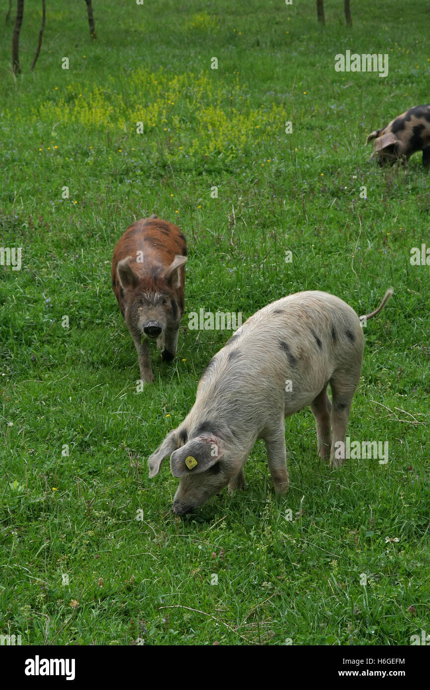 Pigs grazing. Pigs on the meadow Stock Photo - Alamy
