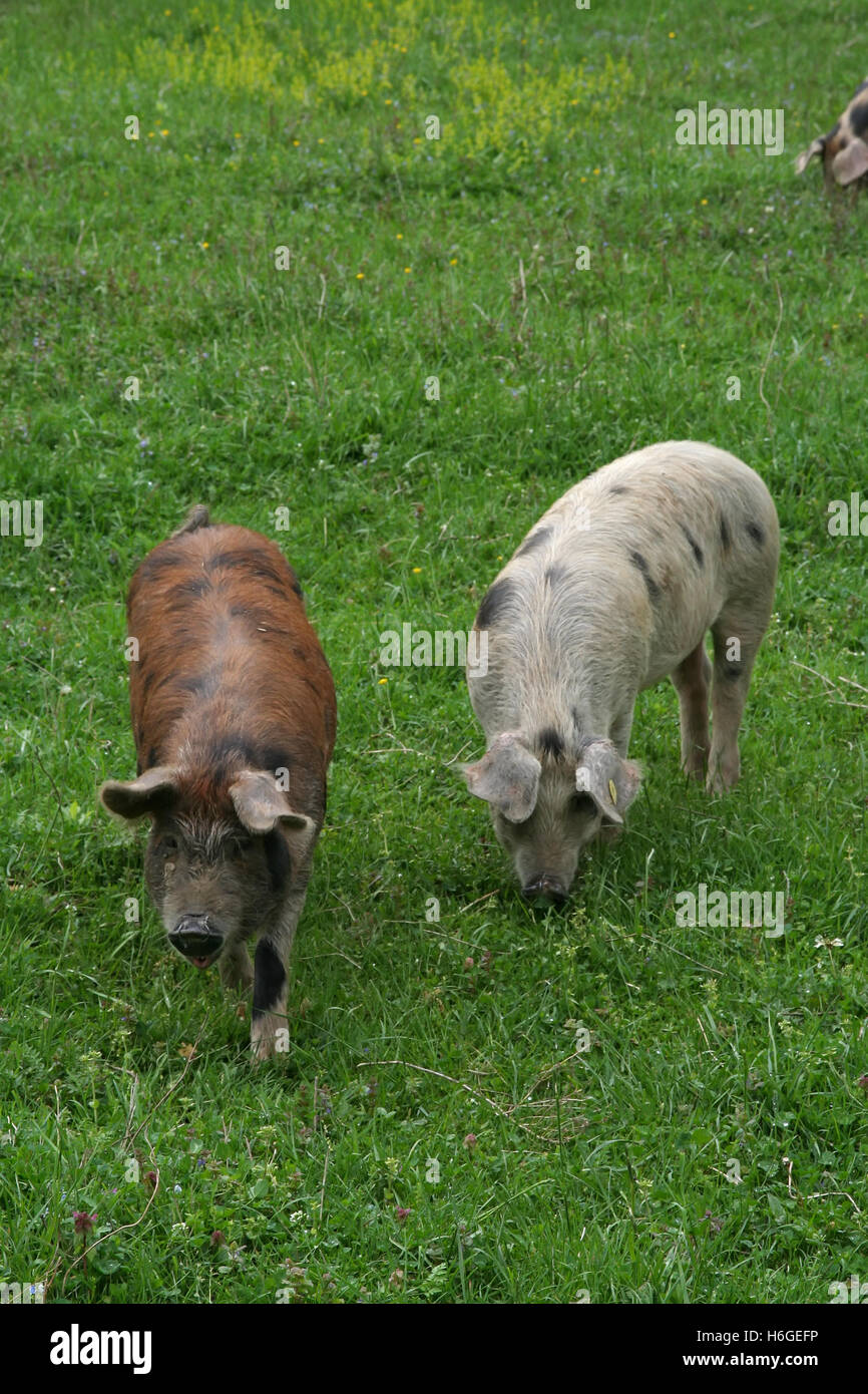 Pigs grazing. Pigs on the meadow Stock Photo - Alamy