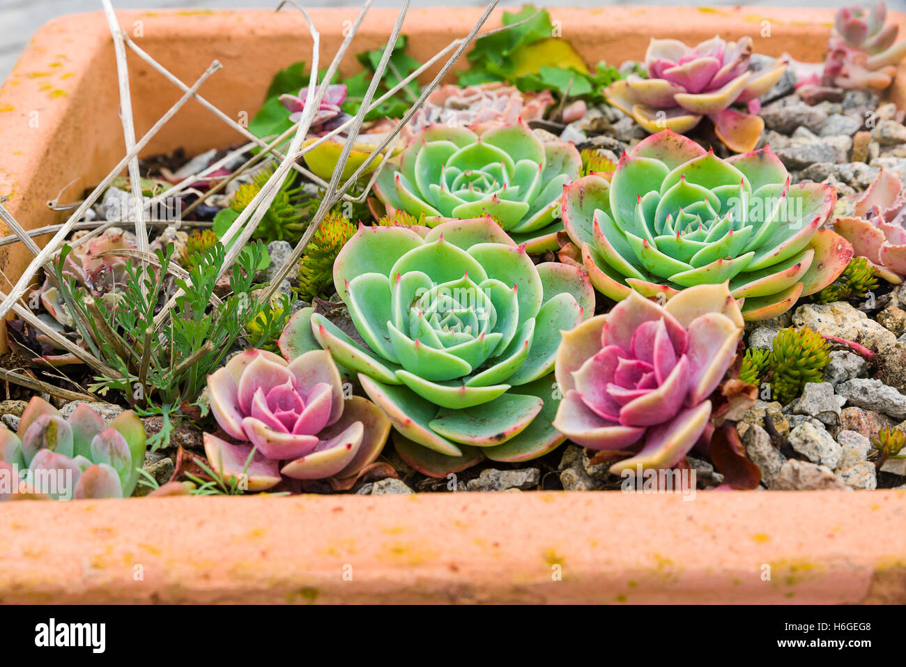 Native british coastal plants hi-res stock photography and images - Alamy