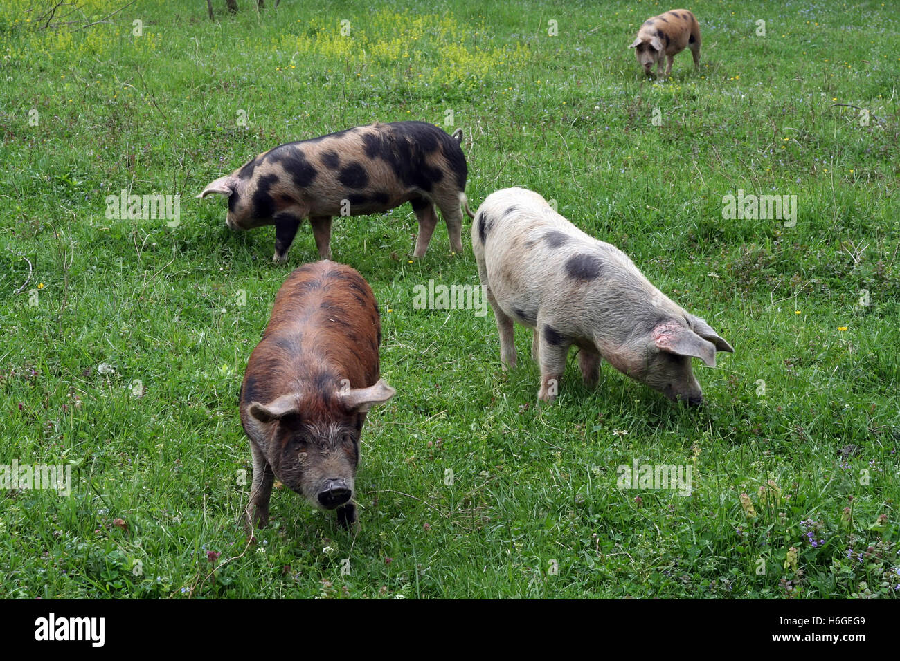 Pigs grazing. Pigs on the meadow Stock Photo - Alamy