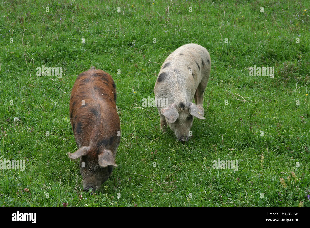 Pigs grazing. Pigs on the meadow Stock Photo - Alamy