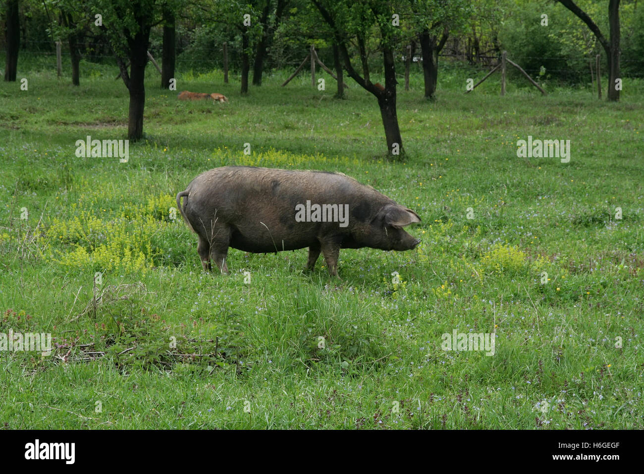 Pigs grazing. Pigs on the meadow Stock Photo - Alamy