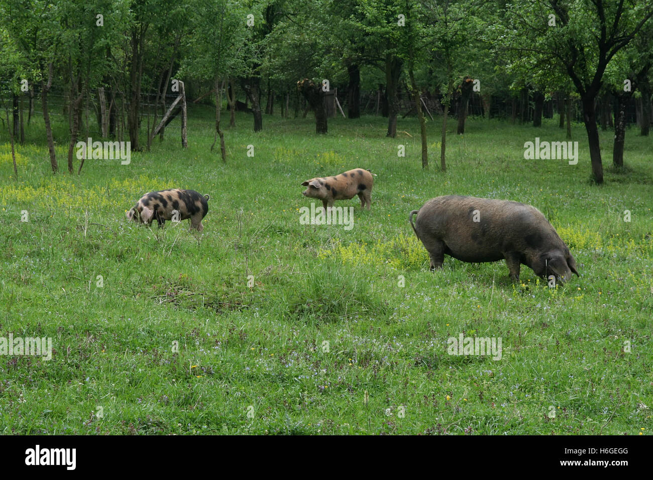 Pigs grazing. Pigs on the meadow Stock Photo - Alamy
