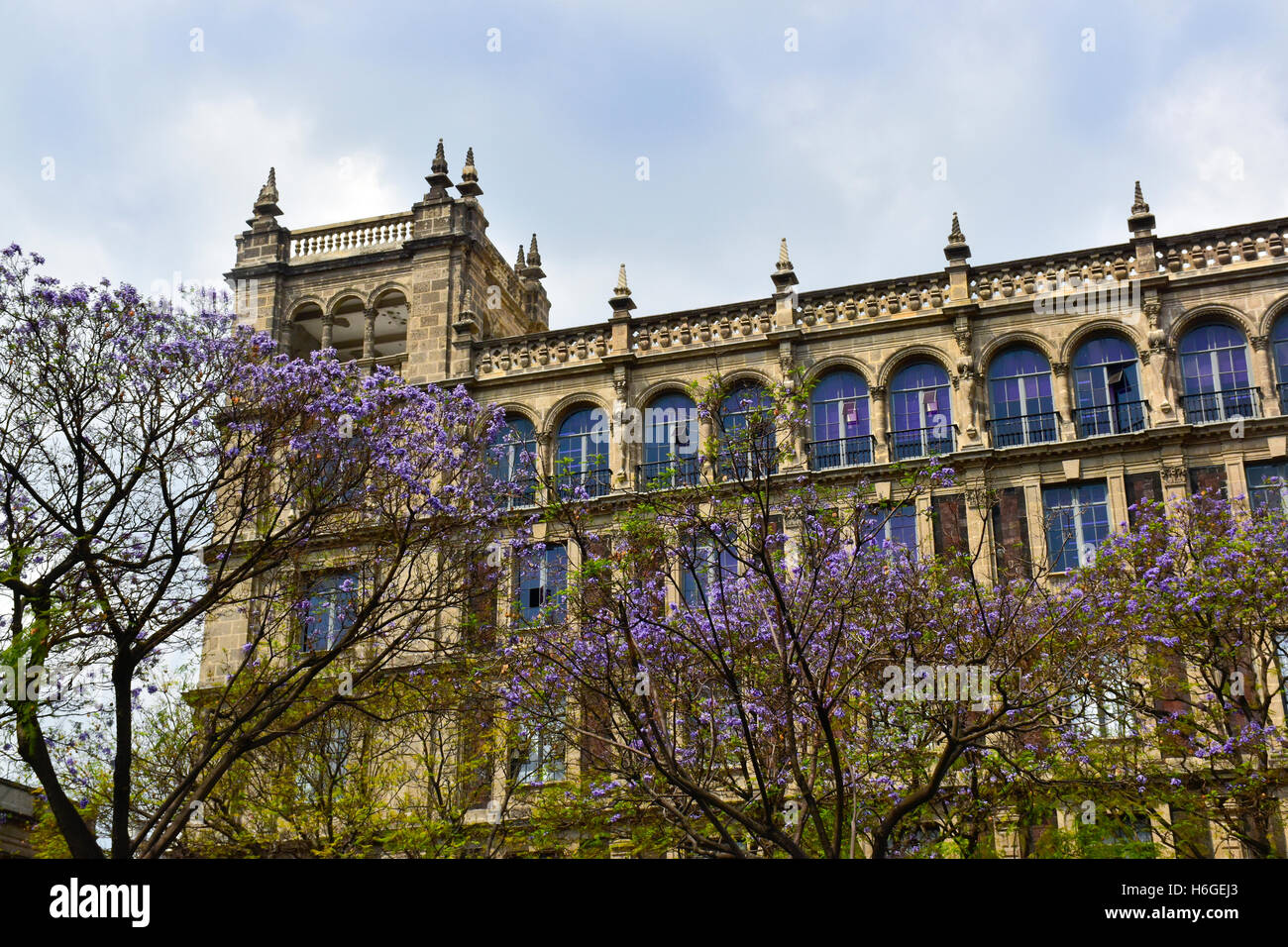Jacaranda trees mexico city hi-res stock photography and images - Alamy