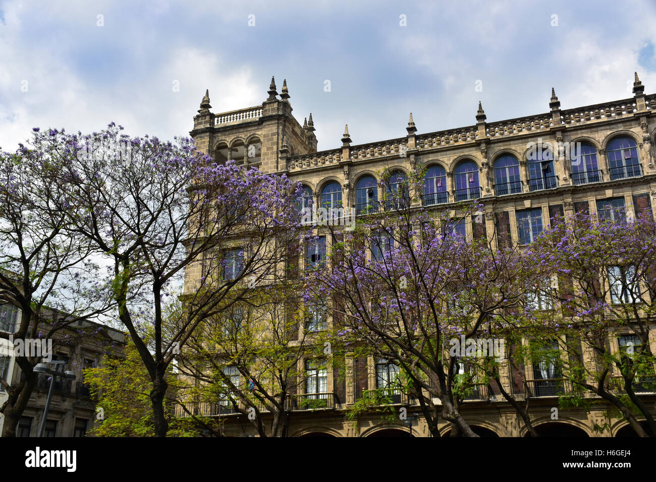 Jacaranda trees mexico city hi-res stock photography and images - Alamy
