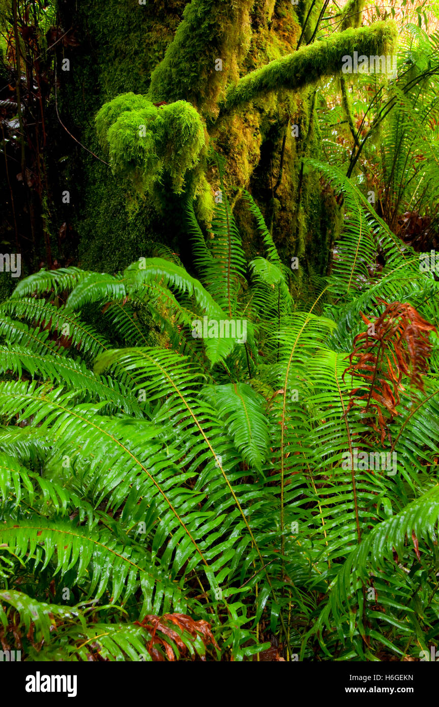 Sword fern, Golden & Silver Falls State Park, Oregon Stock Photo - Alamy