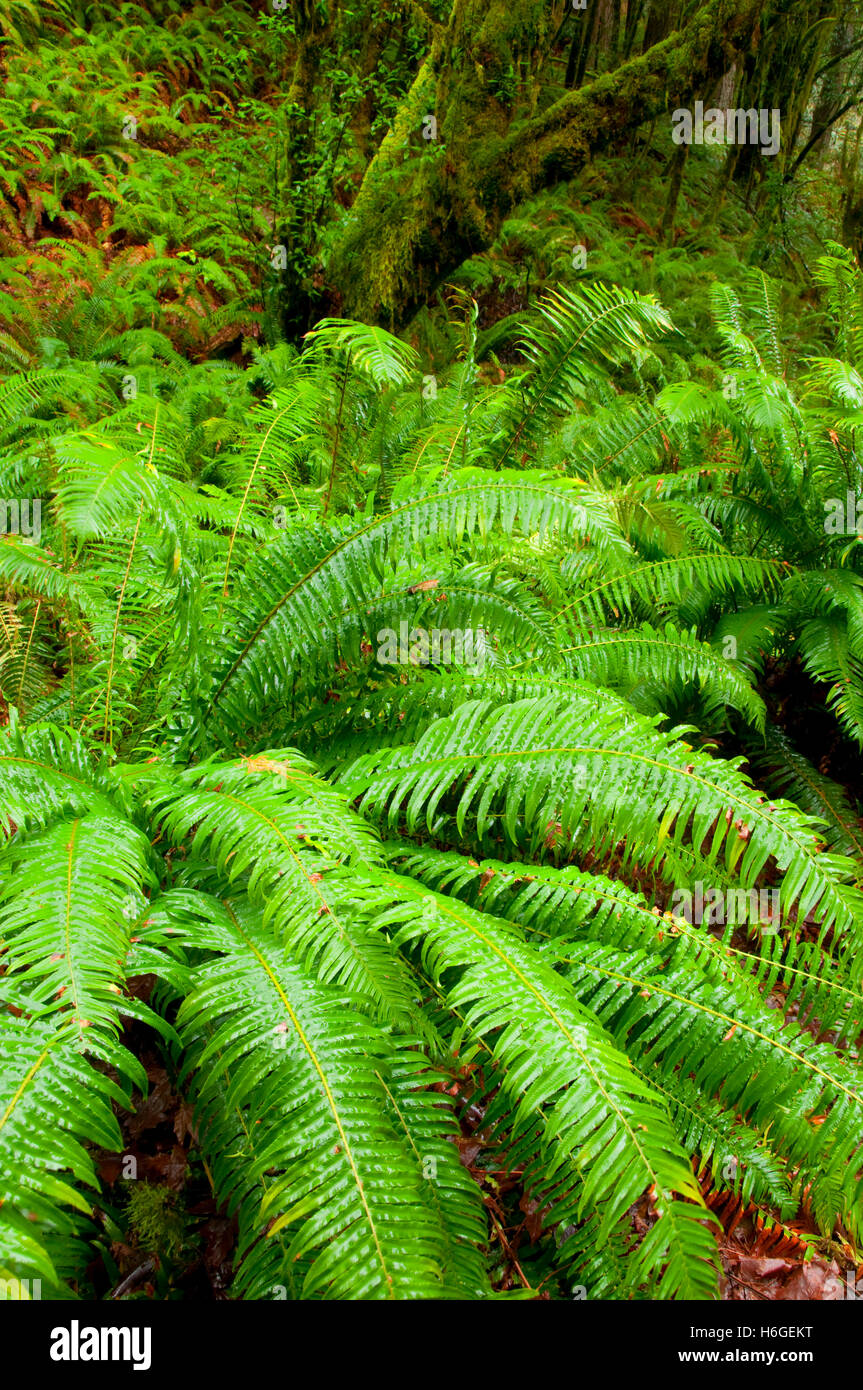 Sword fern, Golden & Silver Falls State Park, Oregon Stock Photo - Alamy