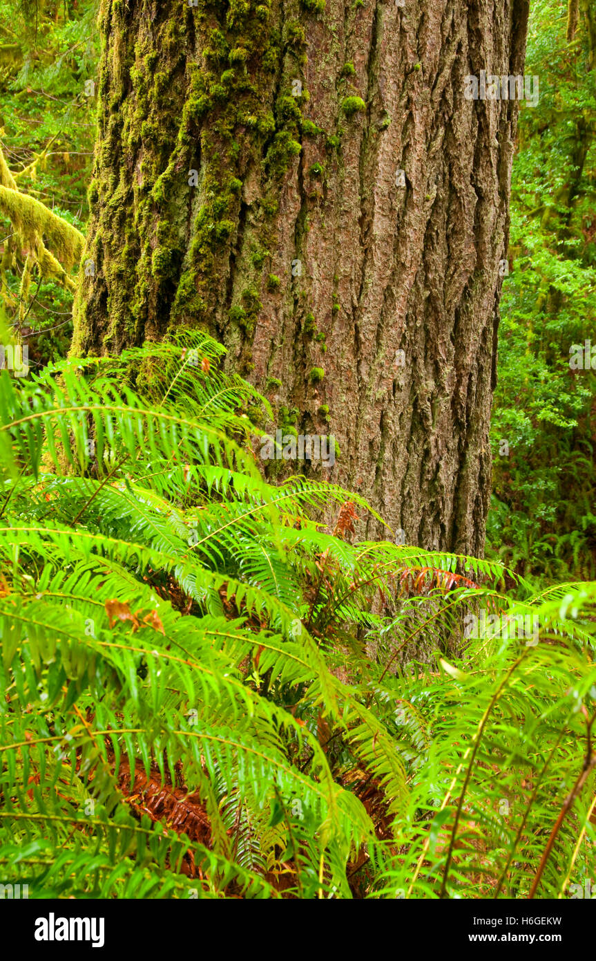 Douglas fir trunk with sword fern, Golden & Silver Falls State Park ...