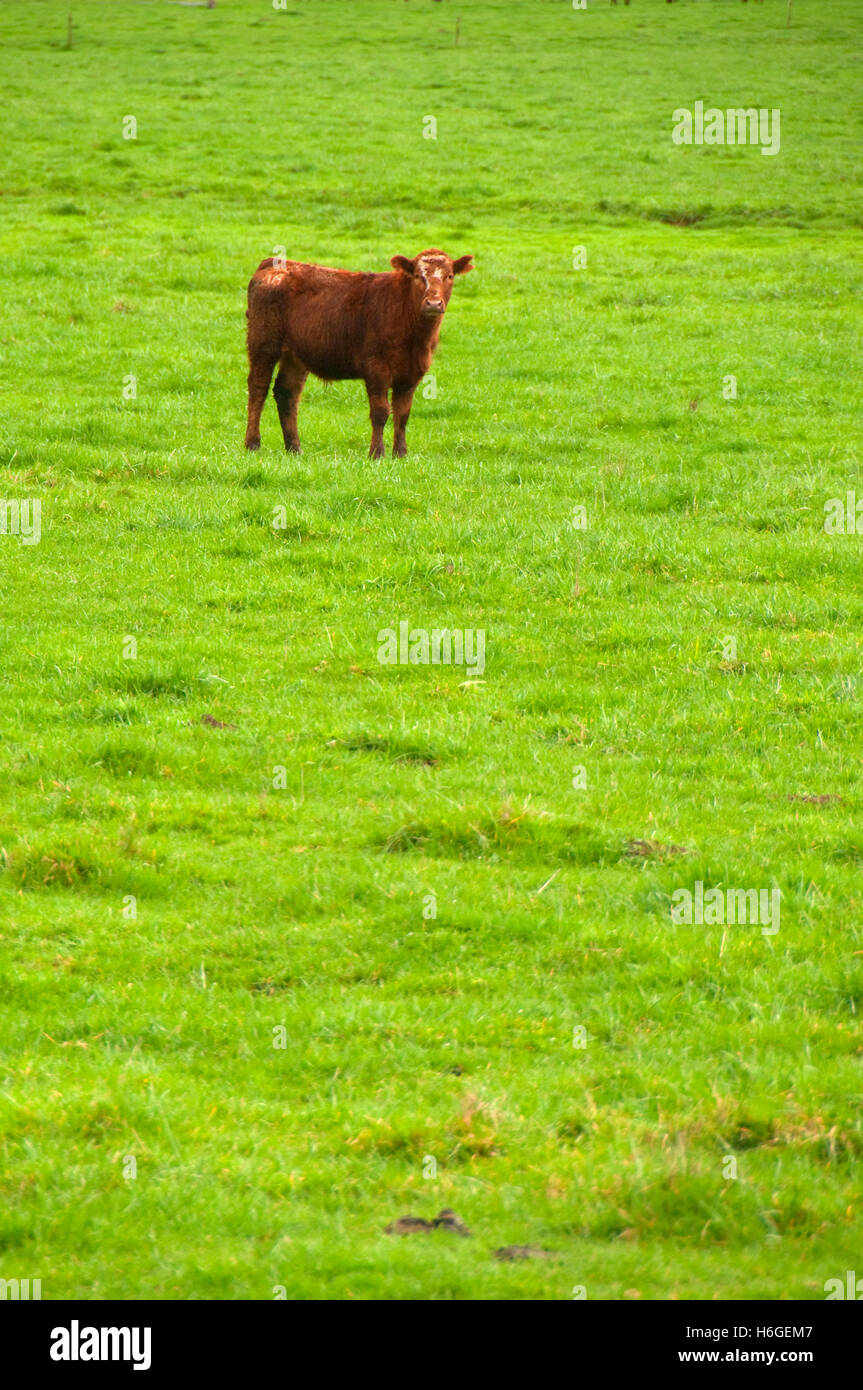 Cow in pasture, Coos County, Oregon Stock Photo - Alamy