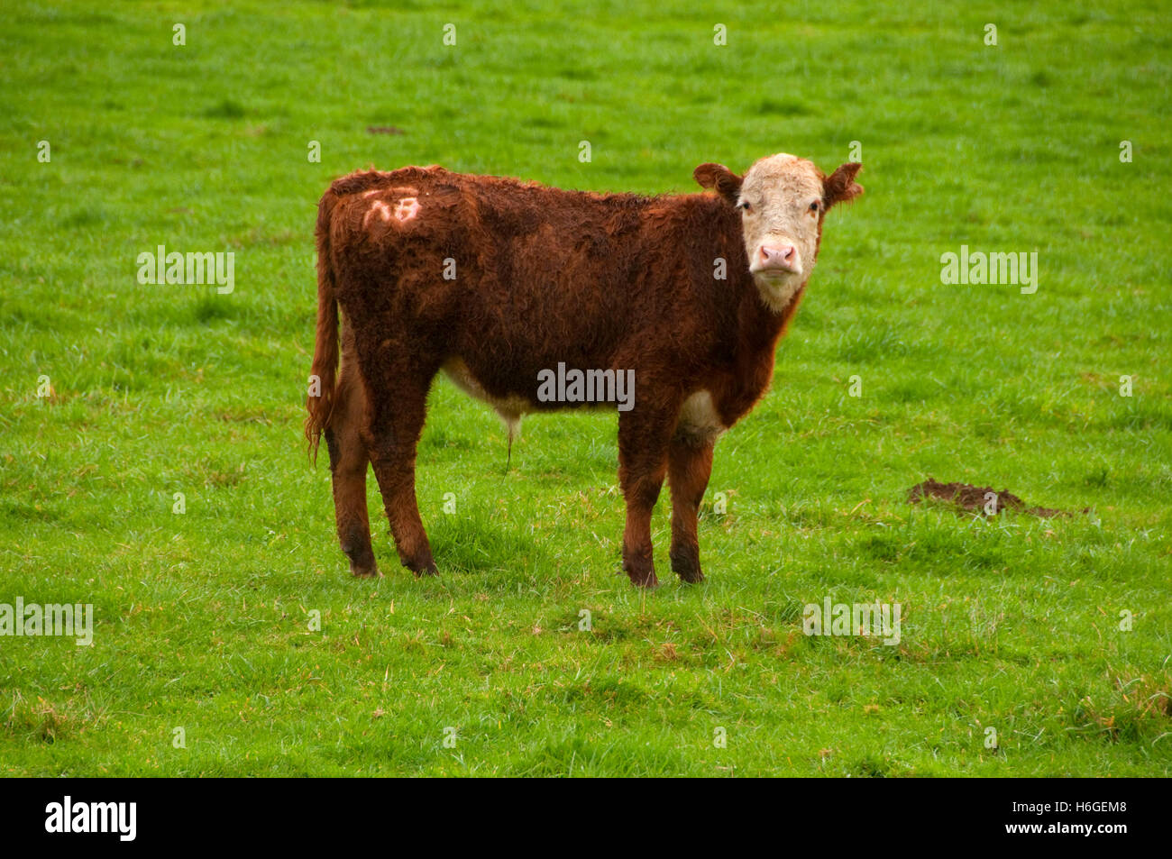 Cow in pasture, Coos County, Oregon Stock Photo - Alamy